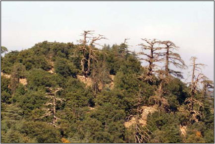 'Carbon starvation' killing trees globally – Desdemona Despair